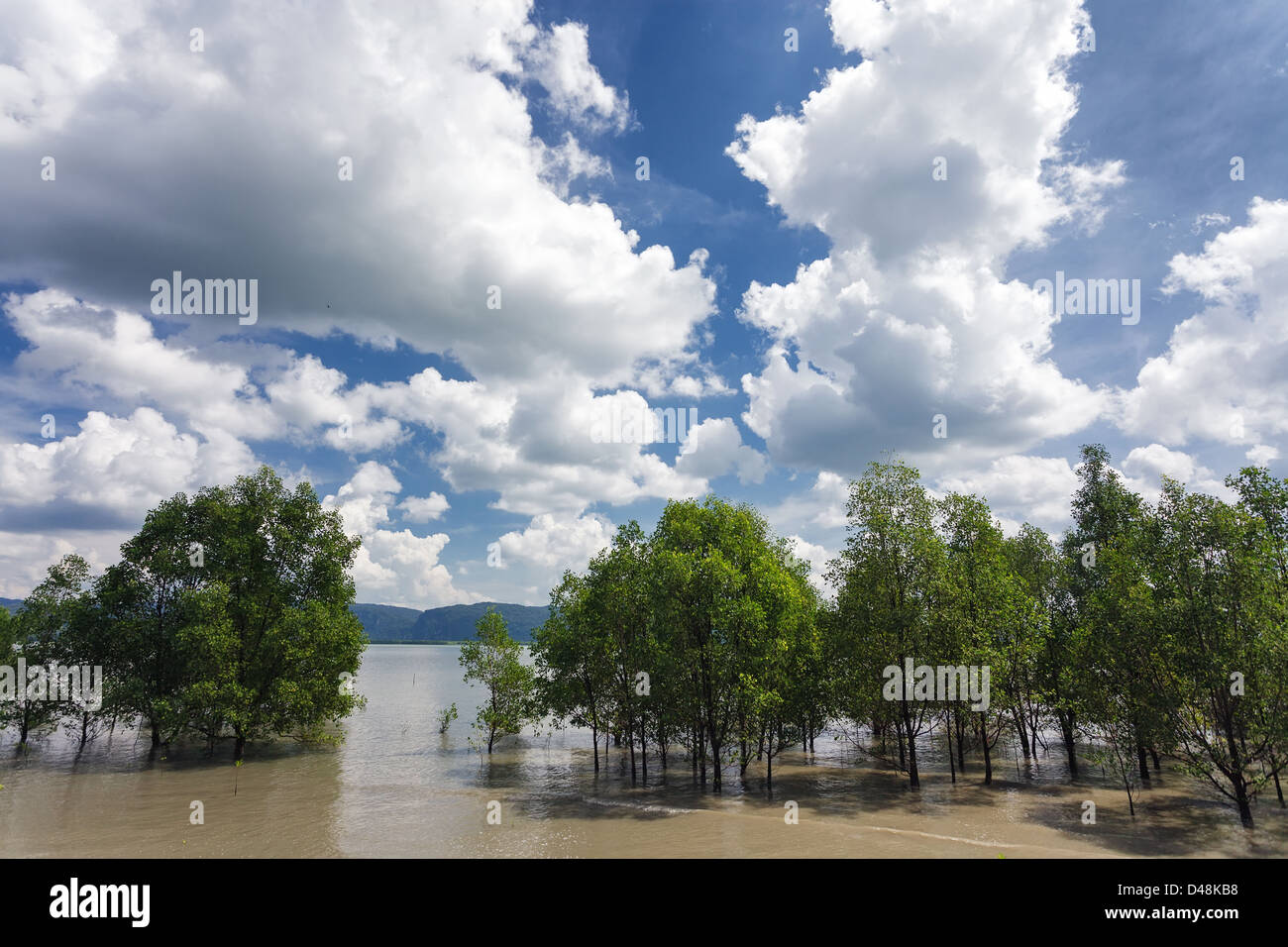 View on large mangrove tree forest in southern Thailand in the andaman ...