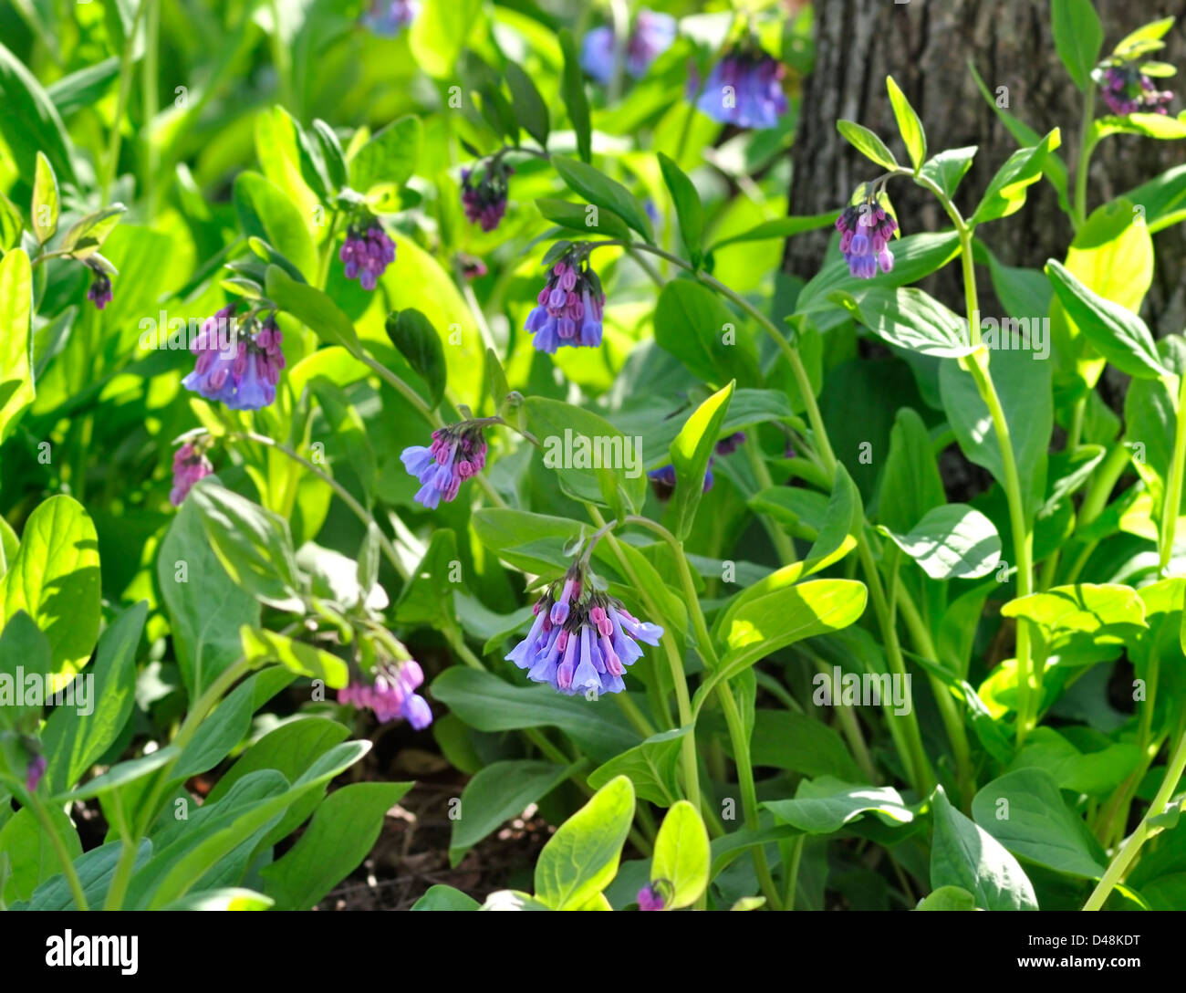 Virginia bluebells flowers hi-res stock photography and images - Alamy