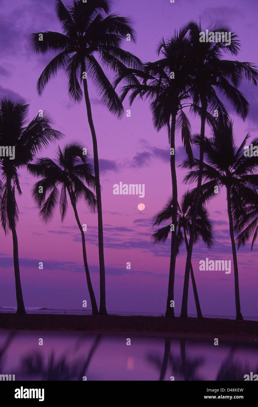 Towering trees reflecting in hi-res stock photography and images - Alamy