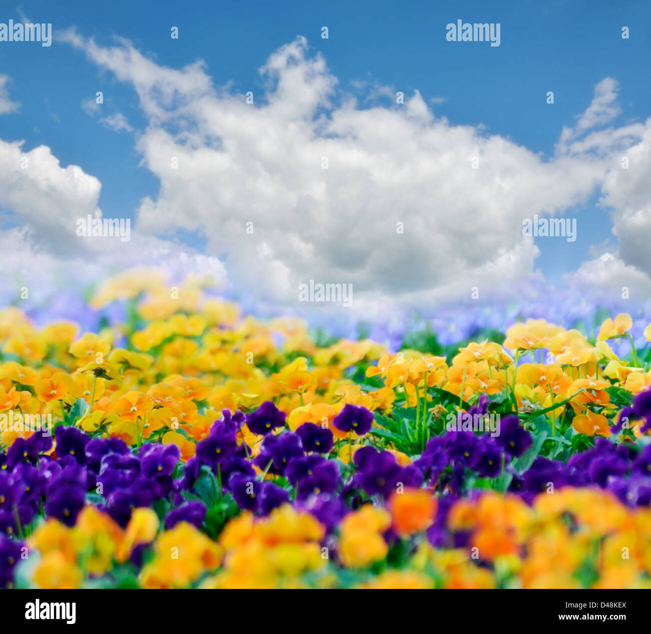 Colorful Spring Flowers For Background Stock Photo - Alamy