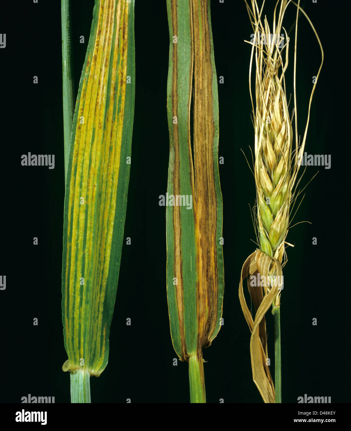 Barley leaf stripe, Pyrenophora graminea, leaf necroses and abborted ...