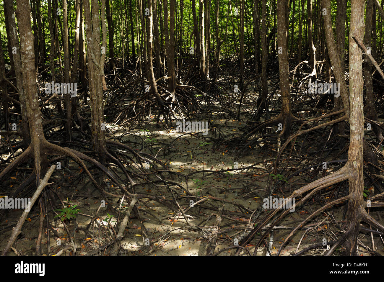 Inside a large mangrove tree forest in southern Thailand, near Satun ...