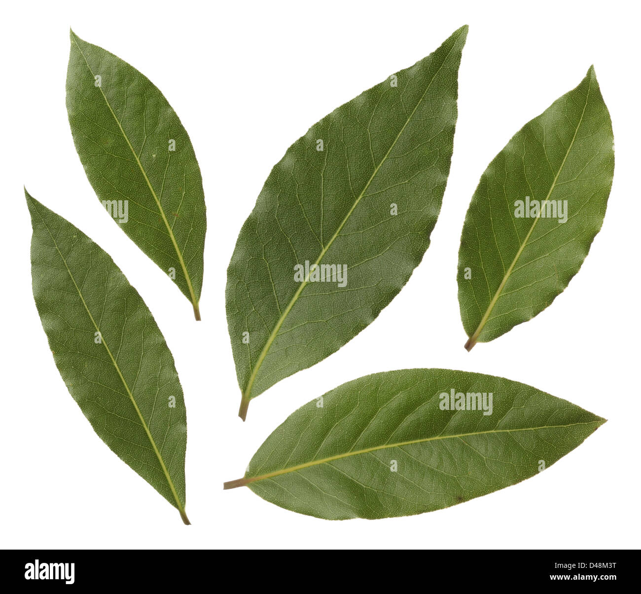 Whole bay leaves hi-res stock photography and images - Alamy