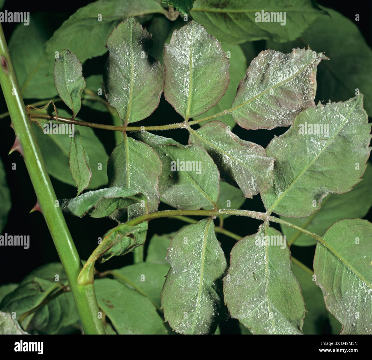 Powdery mildew, (Podosphaera pannosa) on the underside of garden rose ...