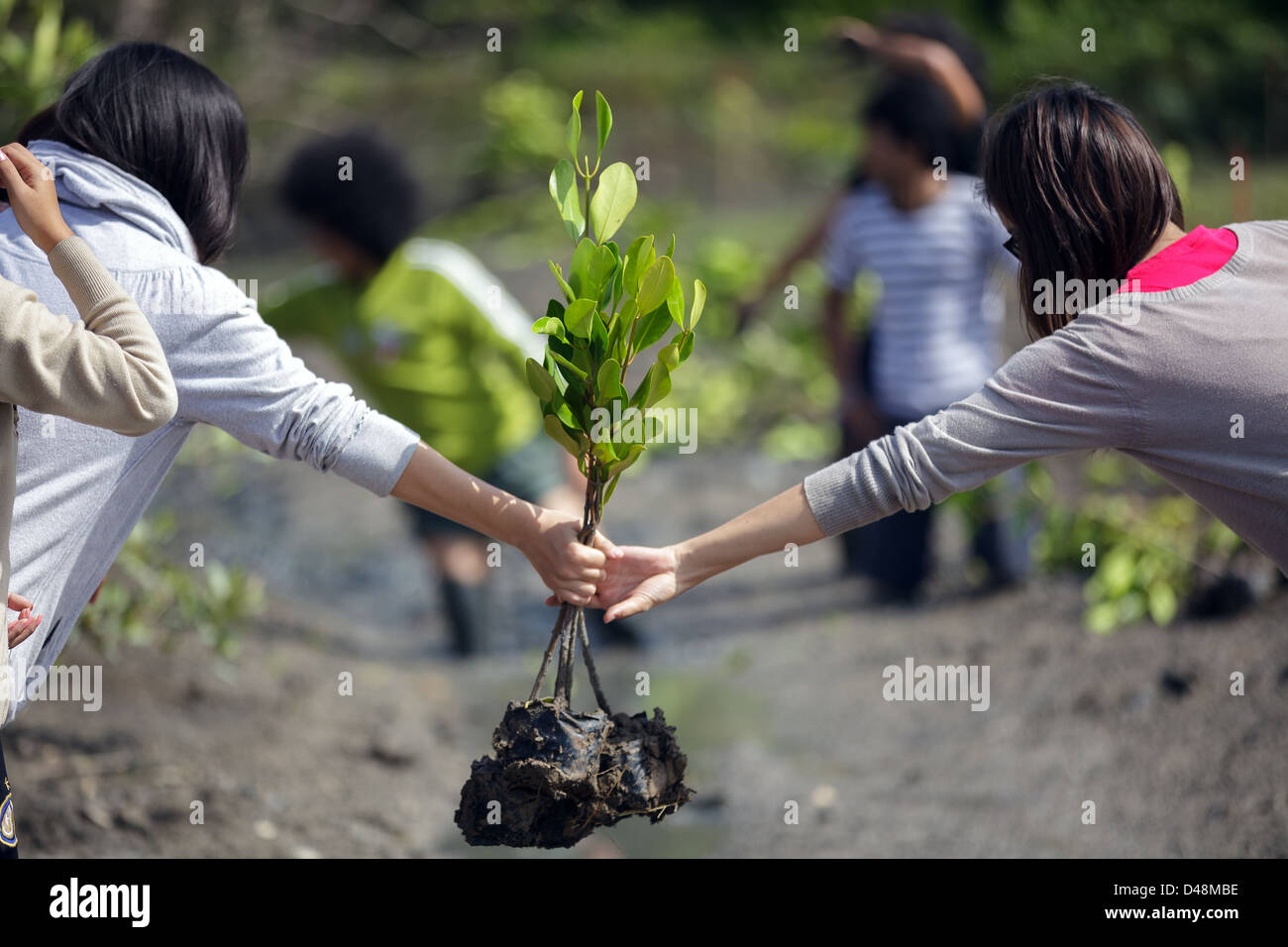 Young Thai people in mission for planting new trees for mangrove ...