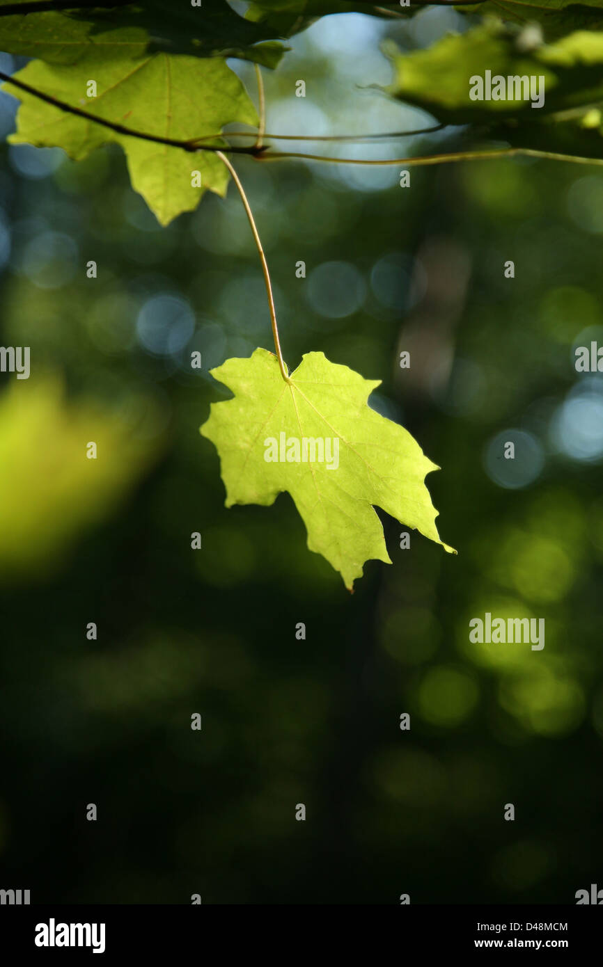 Green Maple Leaf Backlit Stock Photo - Alamy
