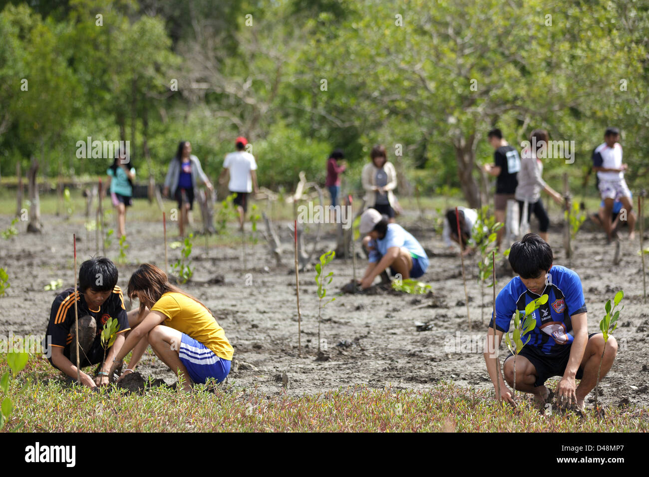Mangrove reforestation hi-res stock photography and images - Alamy