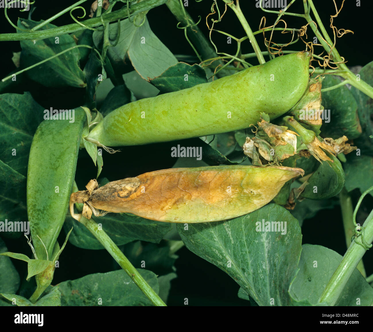 Grey mould, Botrytis cinerea, infection on flowerr and immature pea pod ...