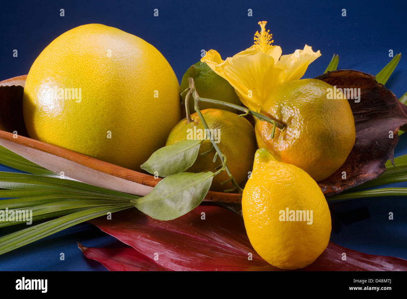 Studio Shot Of A Variety Of Citrus Fruit Stock Photo - Alamy