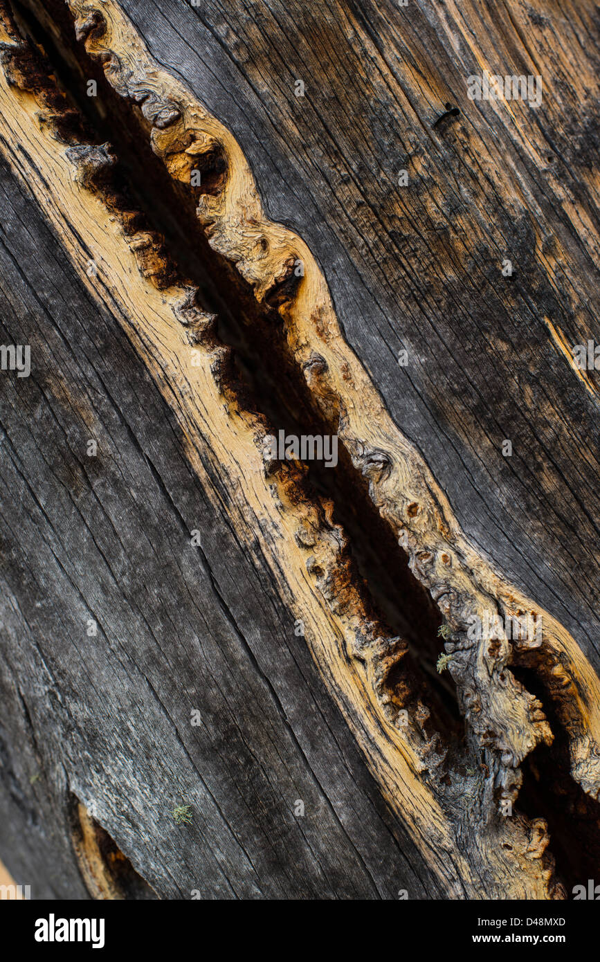 Close-up of the patterns on the stem of a tree Stock Photo - Alamy
