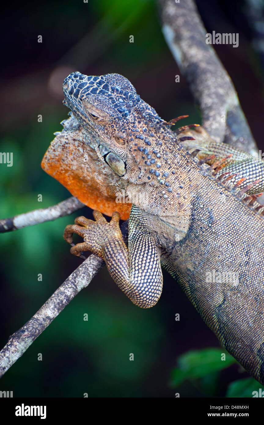 Iguana, a genus of herbivorous lizards, derived from the Spanish form ...