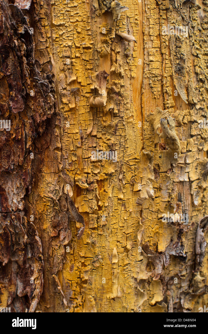 Close-up of the patterns on the stem of a tree Stock Photo - Alamy