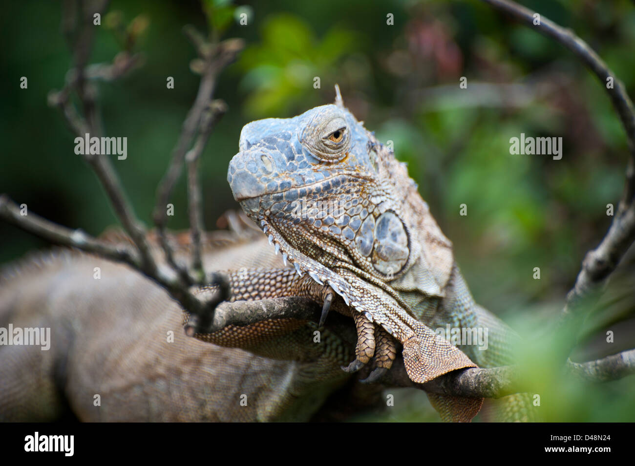 Iguana, a genus of herbivorous lizards, derived from the Spanish form ...