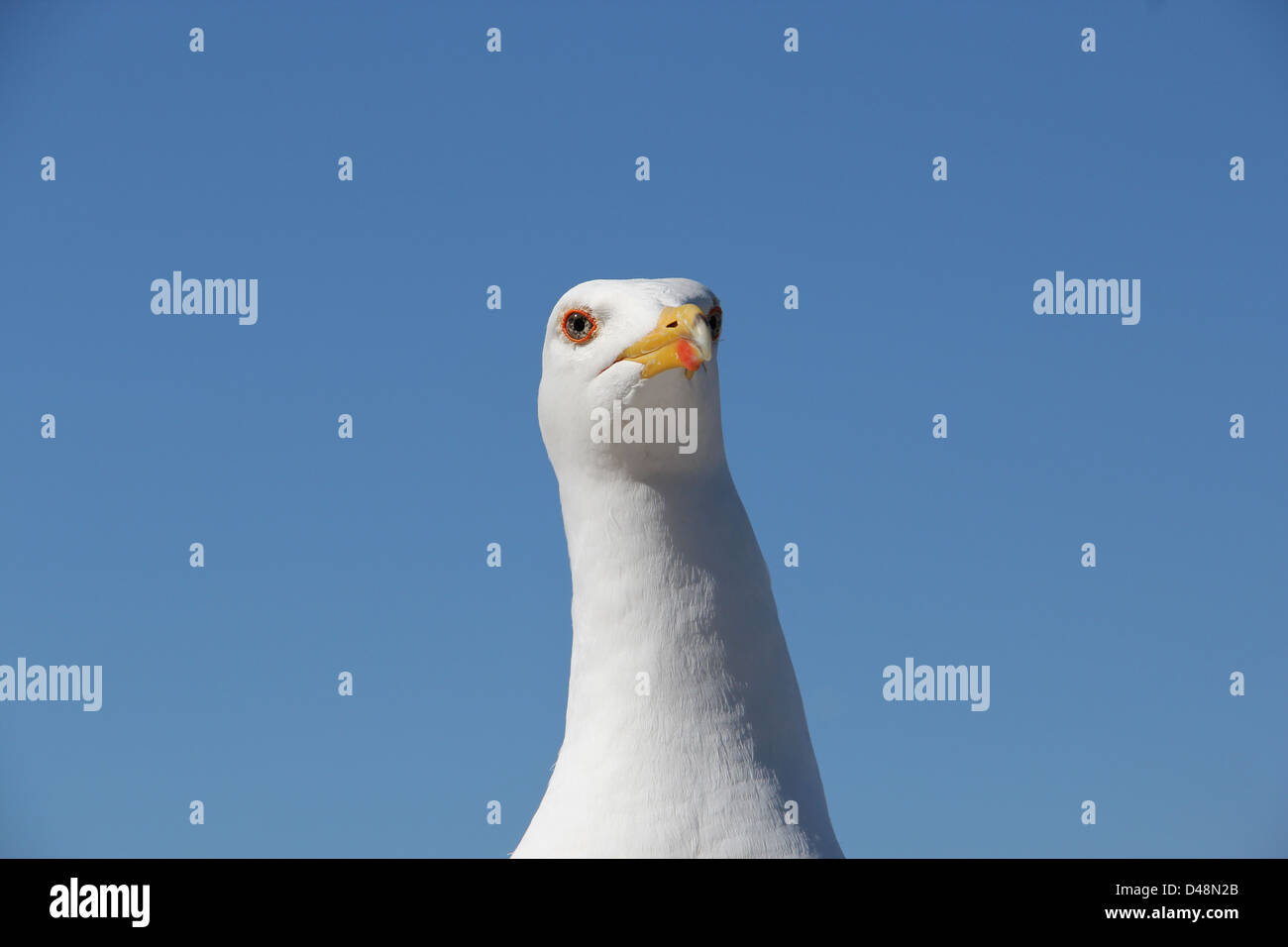 Very cocky seagull - with a angry or bad mood expression. Closeup of ...