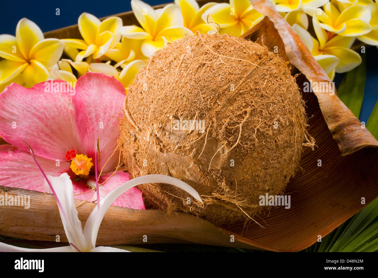 Studio Shot Of A Coconut With Flowers Stock Photo - Alamy