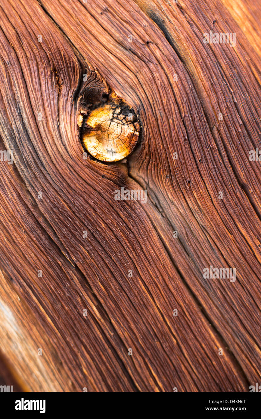 Close-up of the patterns on the stem of a tree Stock Photo - Alamy