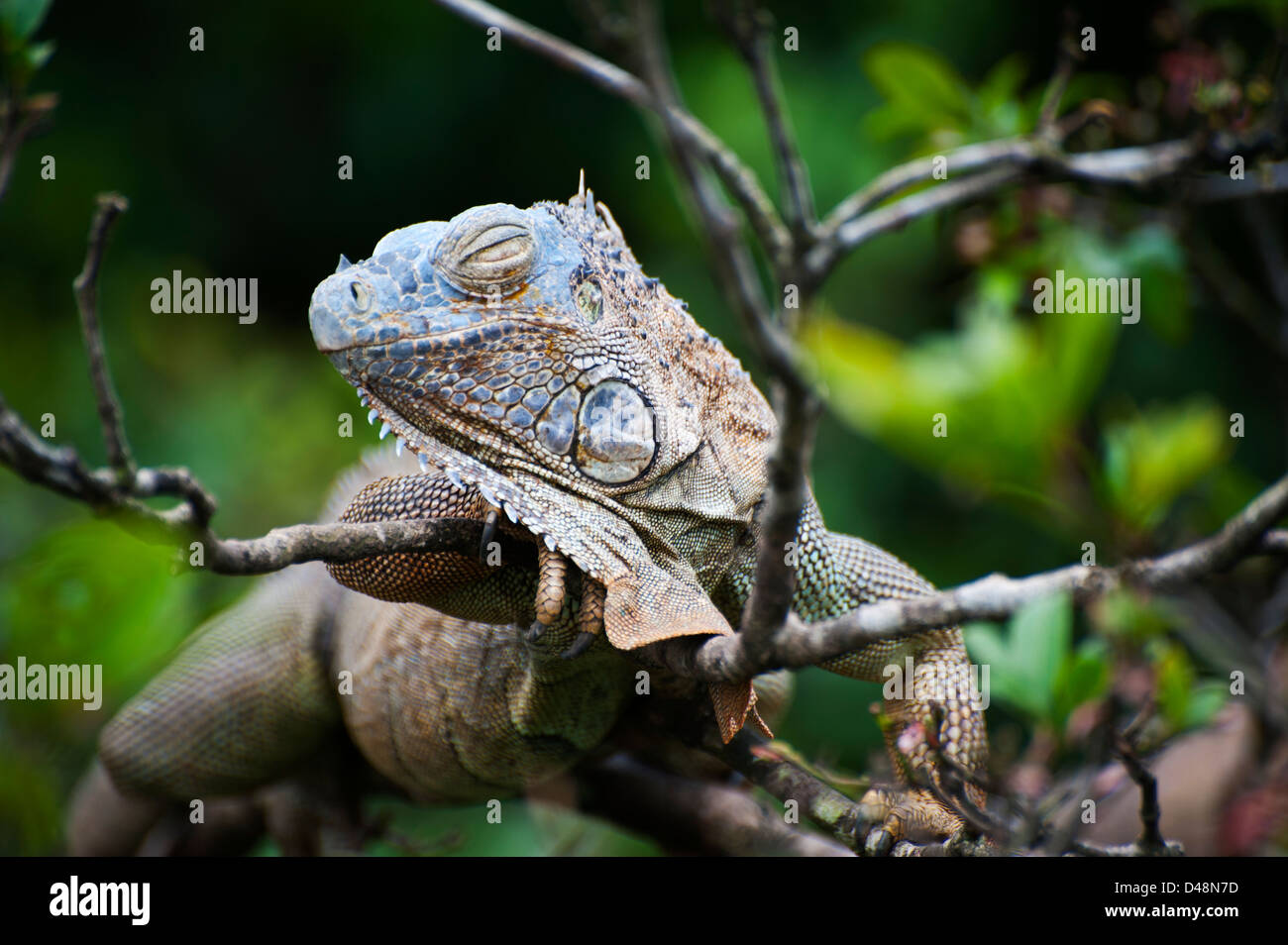Iguana, a genus of herbivorous lizards, derived from the Spanish form ...