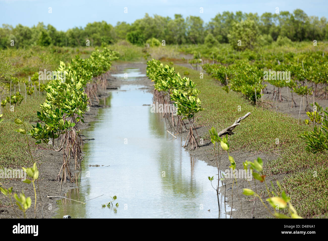 New mangrove tree plantation in southern Thailand near Satun Stock ...