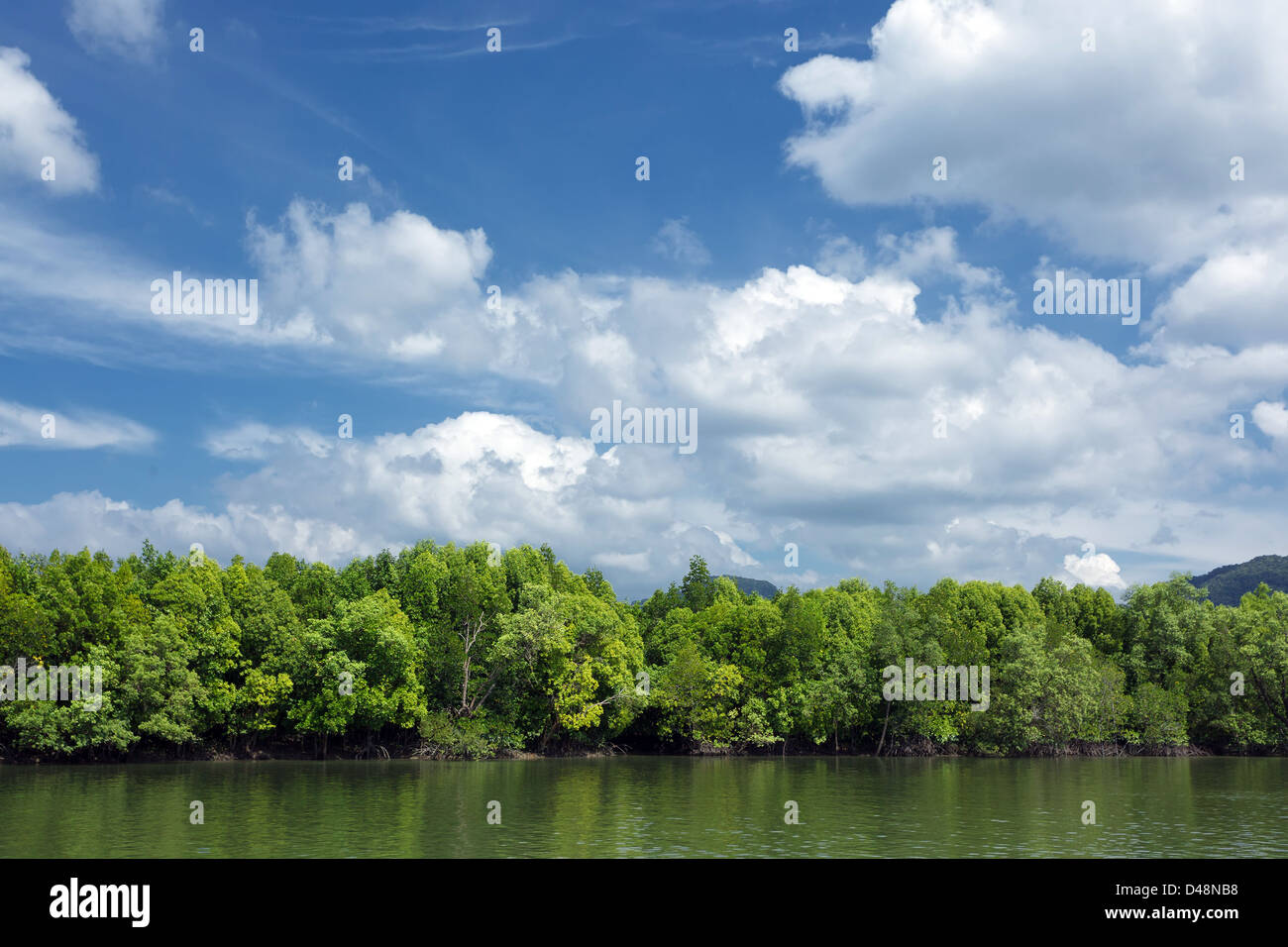 View on large mangrove tree forest in southern Thailand in the andaman ...