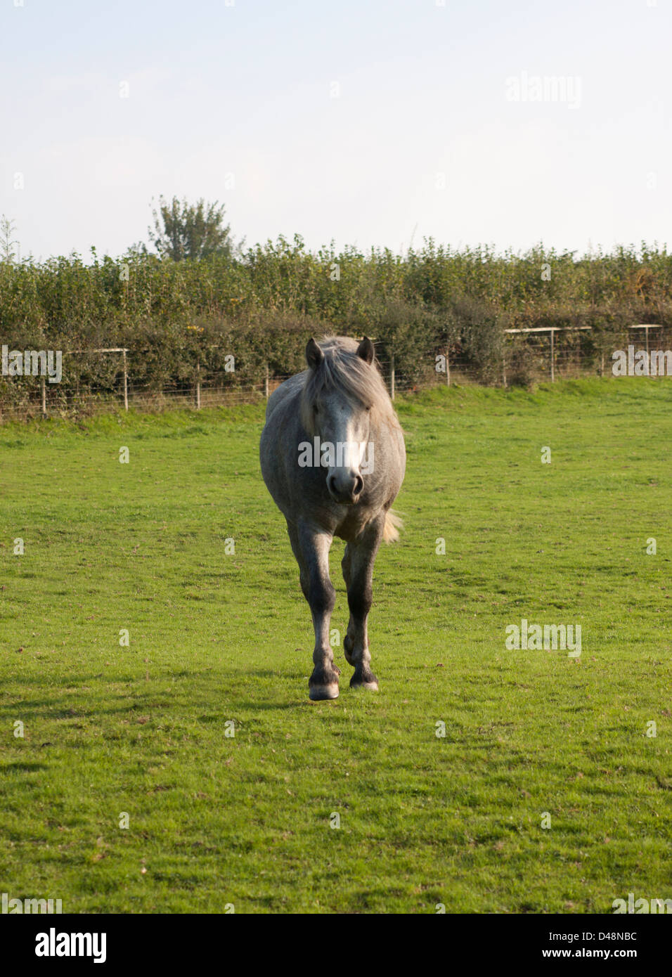 Grey Eriskay pony stallion walking in a field Stock Photo - Alamy