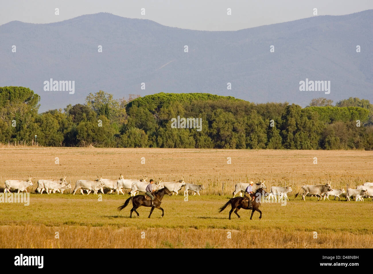 europe, italy, tuscany, alberese, uccellina park, ranch alberese ...