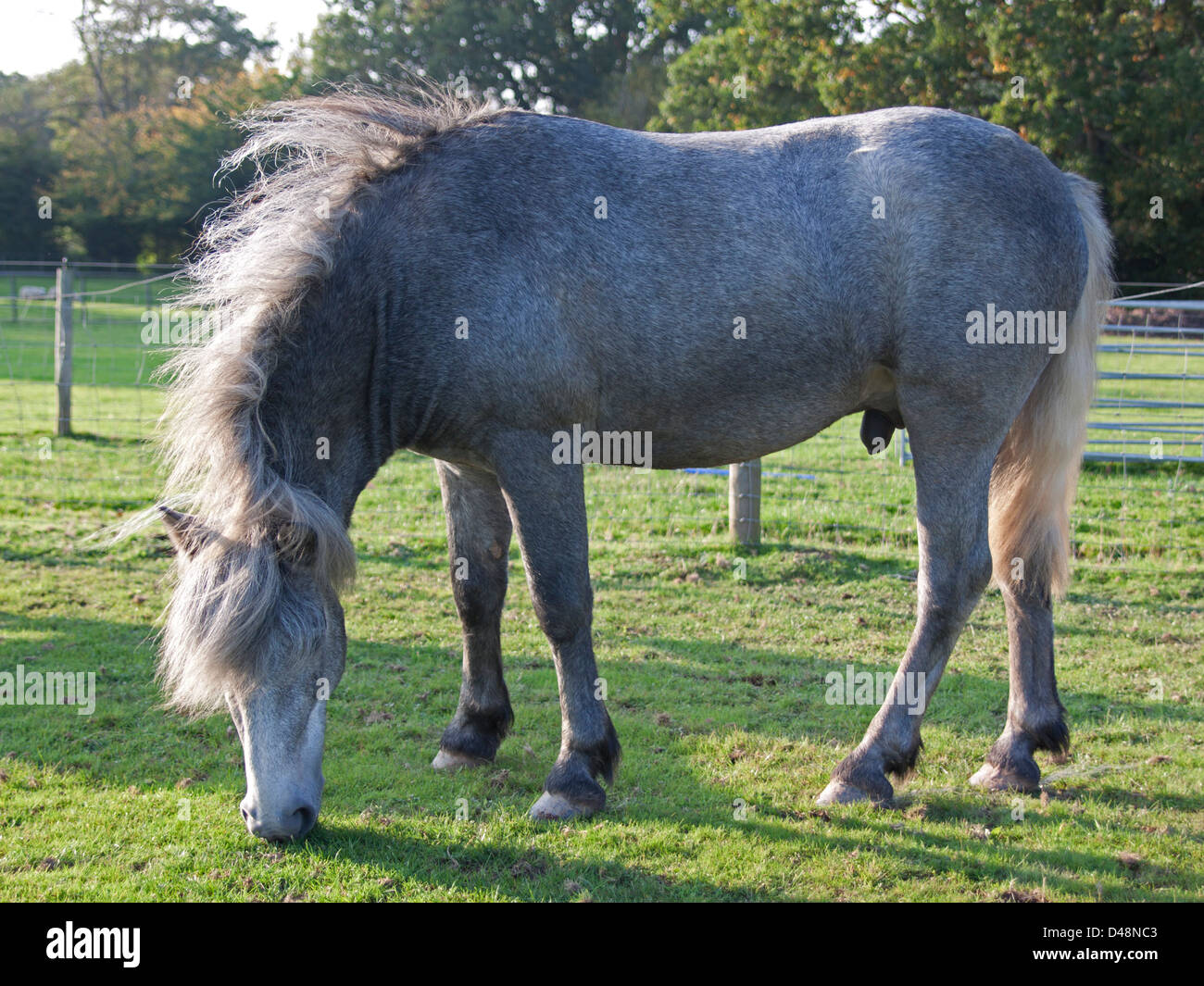 Grey Eriskay pony stallion grazing in a field Stock Photo - Alamy