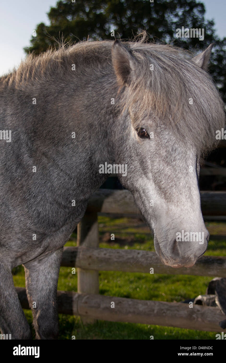 Head of a grey Eriskay pony stallion Stock Photo - Alamy