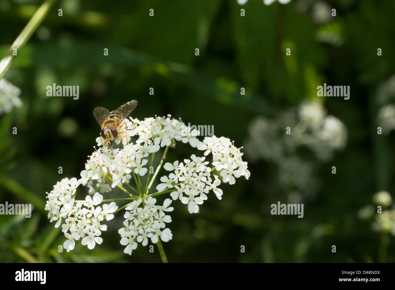 Hoverfly drawing honey from the flower of a Cow Parsley Stock Photo - Alamy