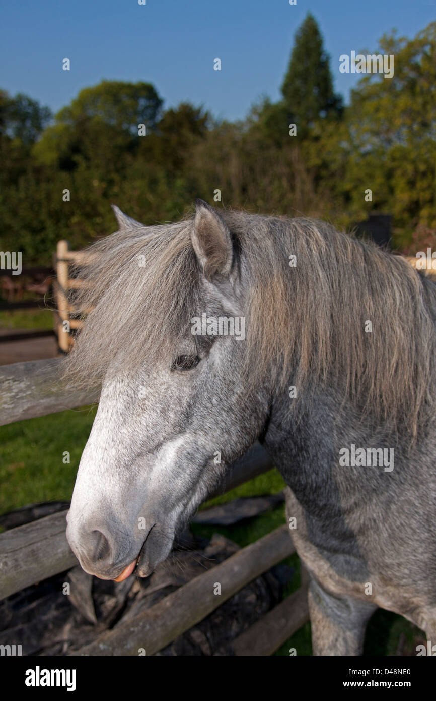 Head of a grey Eriskay pony stallion Stock Photo - Alamy