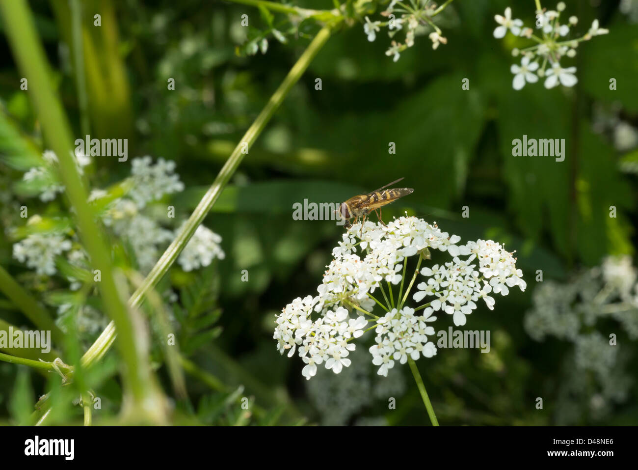 Hoverfly drawing honey from the flower of a Cow Parsley Stock Photo - Alamy