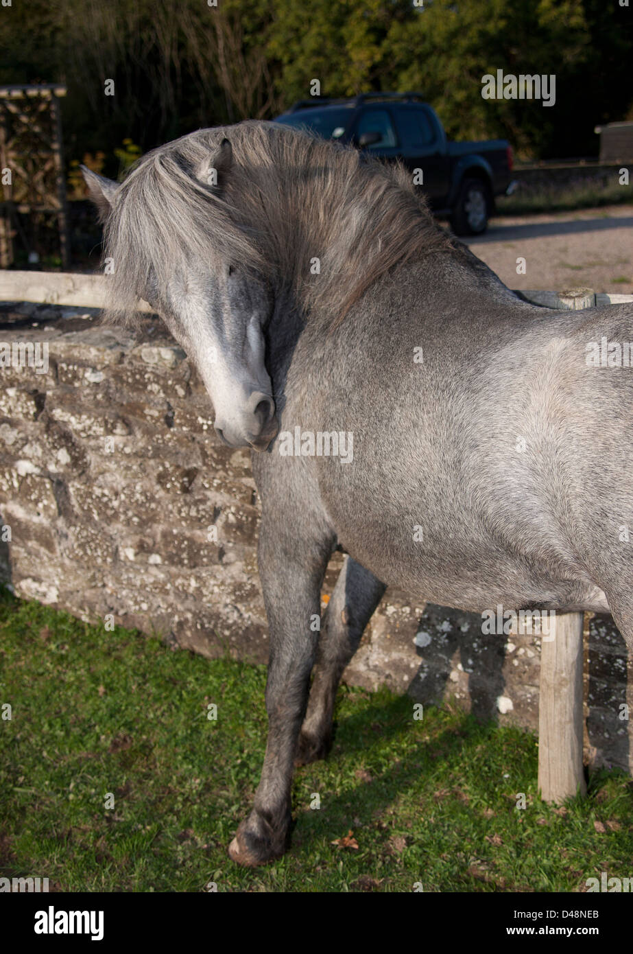 Grey Eriskay pony stallion scratching his shoulder Stock Photo - Alamy