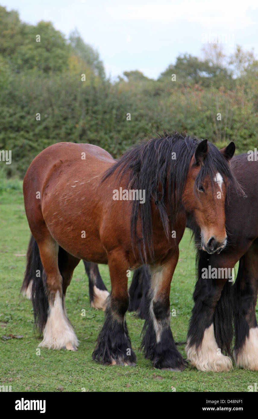 A bay cob type horse standing in a field Stock Photo - Alamy