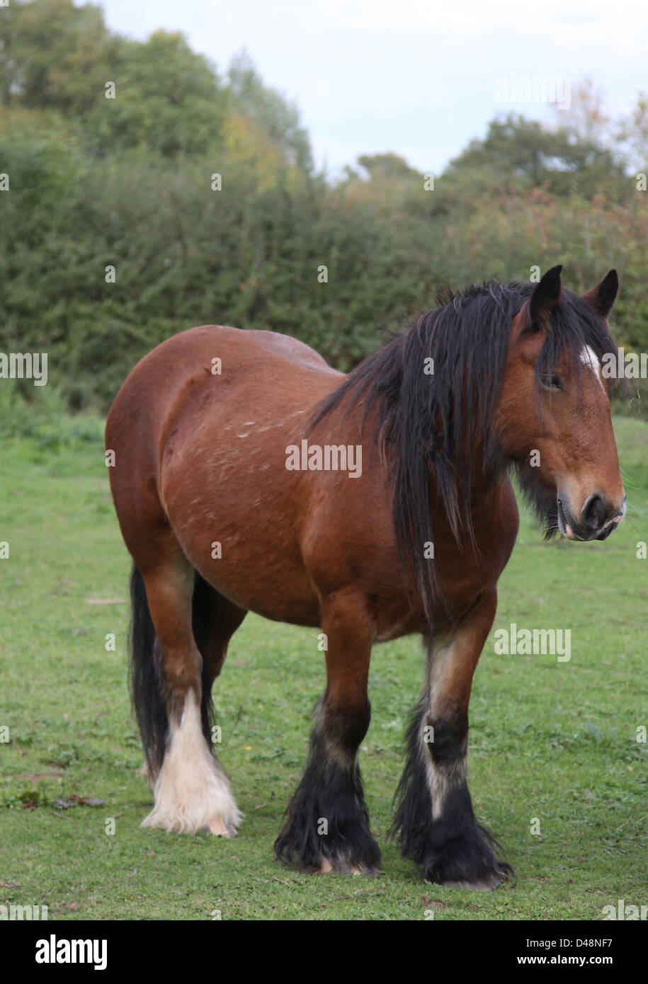 A bay cob type horse standing in a field Stock Photo - Alamy