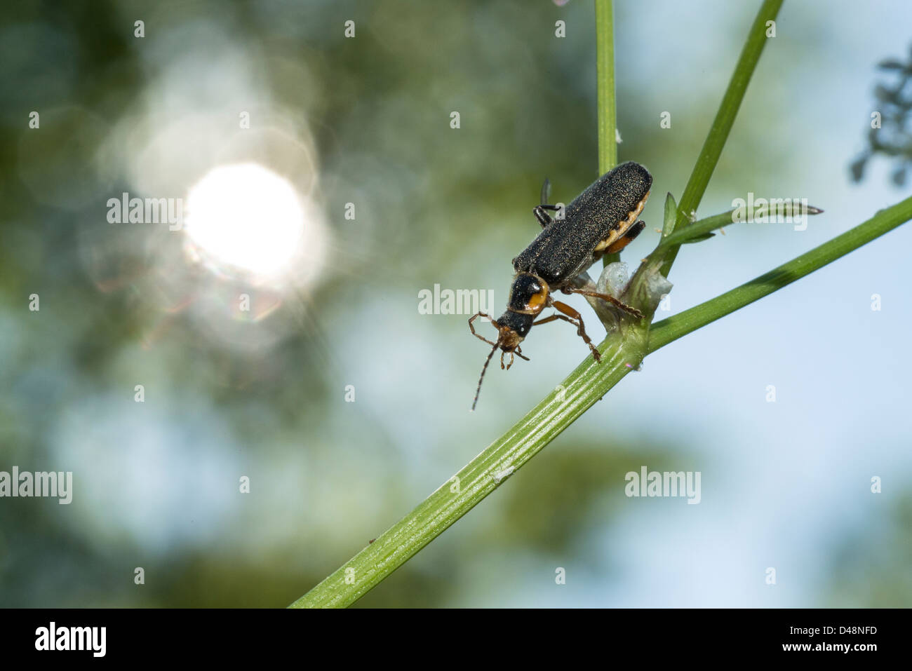 Soldier beetle on a Cow Parsley stem basking in the sun Stock Photo - Alamy