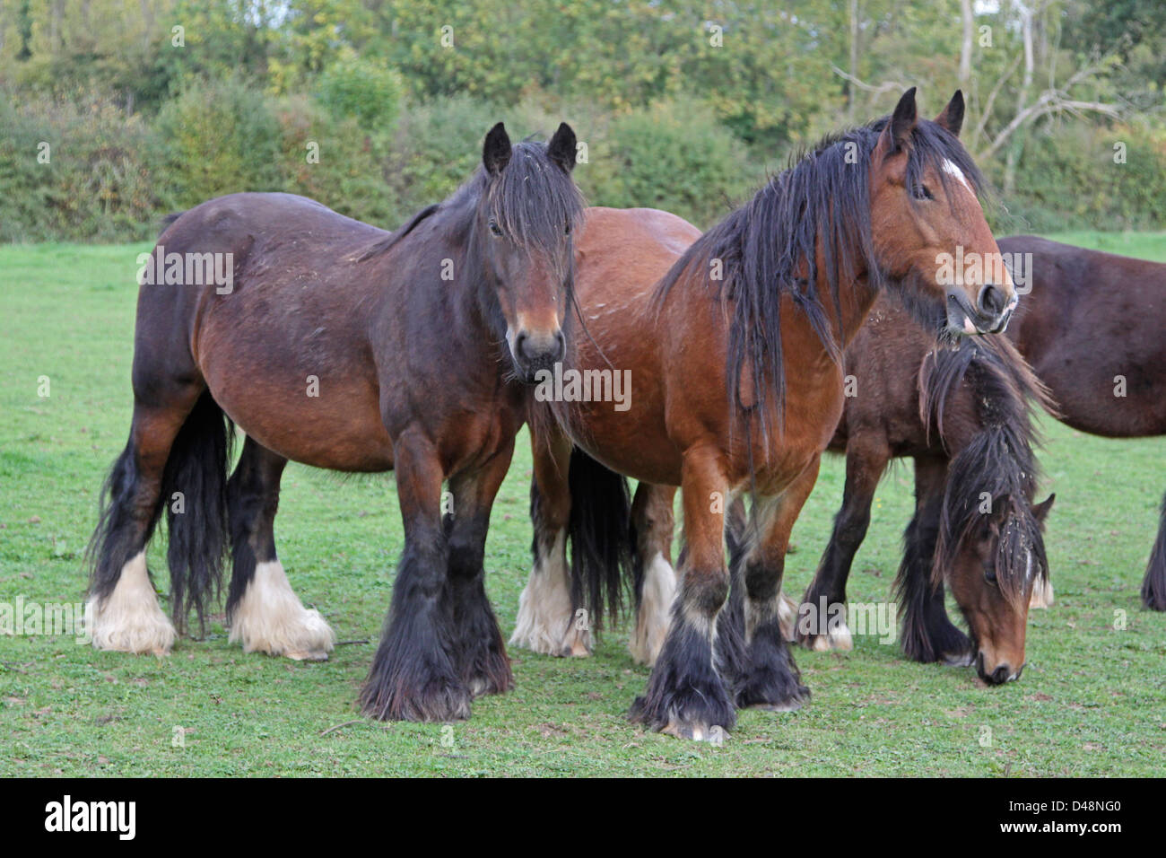 Cob horses hi-res stock photography and images - Alamy