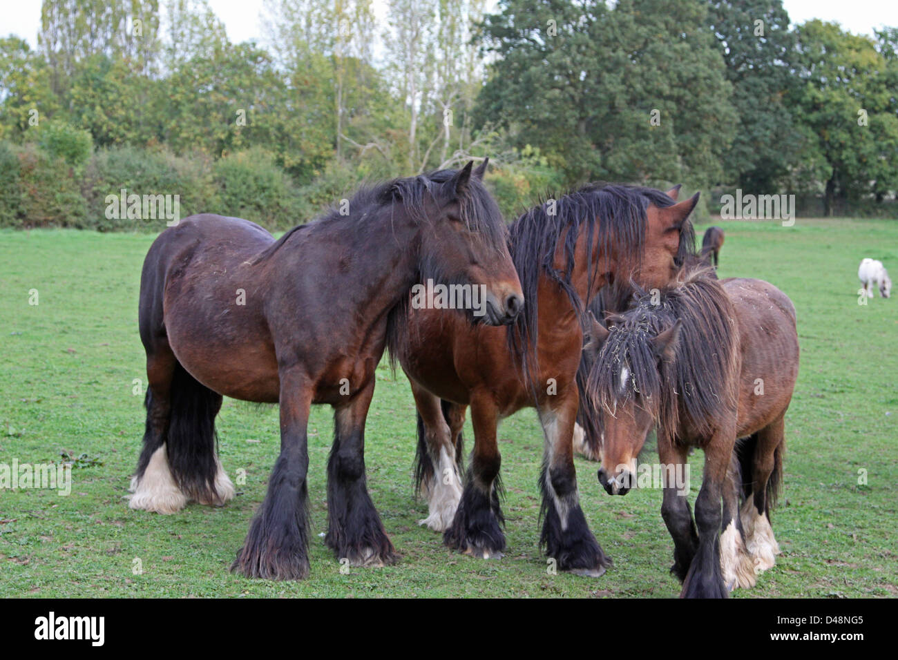 Three brown cob type horses in a field Stock Photo - Alamy