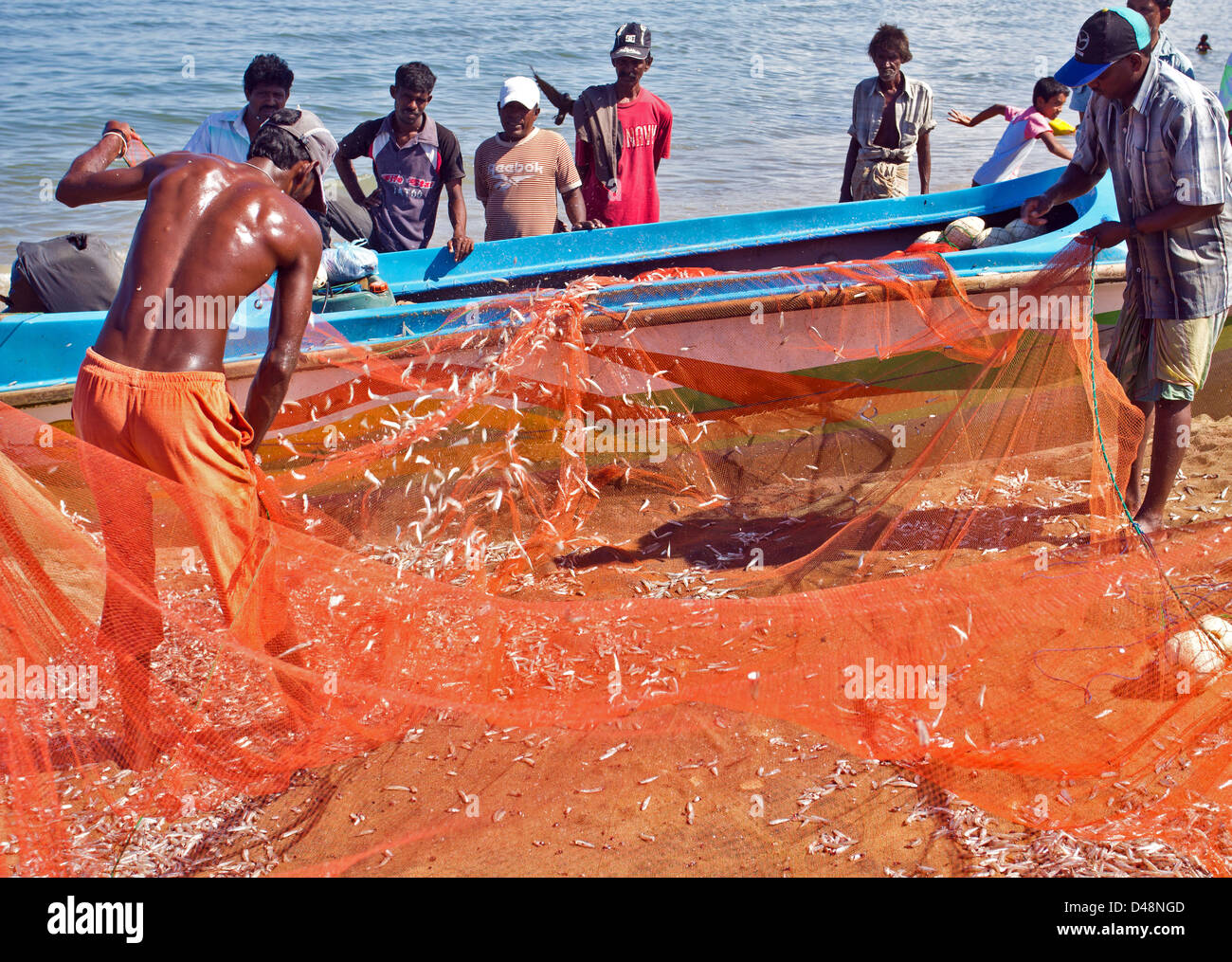 SHAKING THE NETS TO REMOVE THE CATCH OF SMALL FISH FRESHLY CAUGHT FROM ...