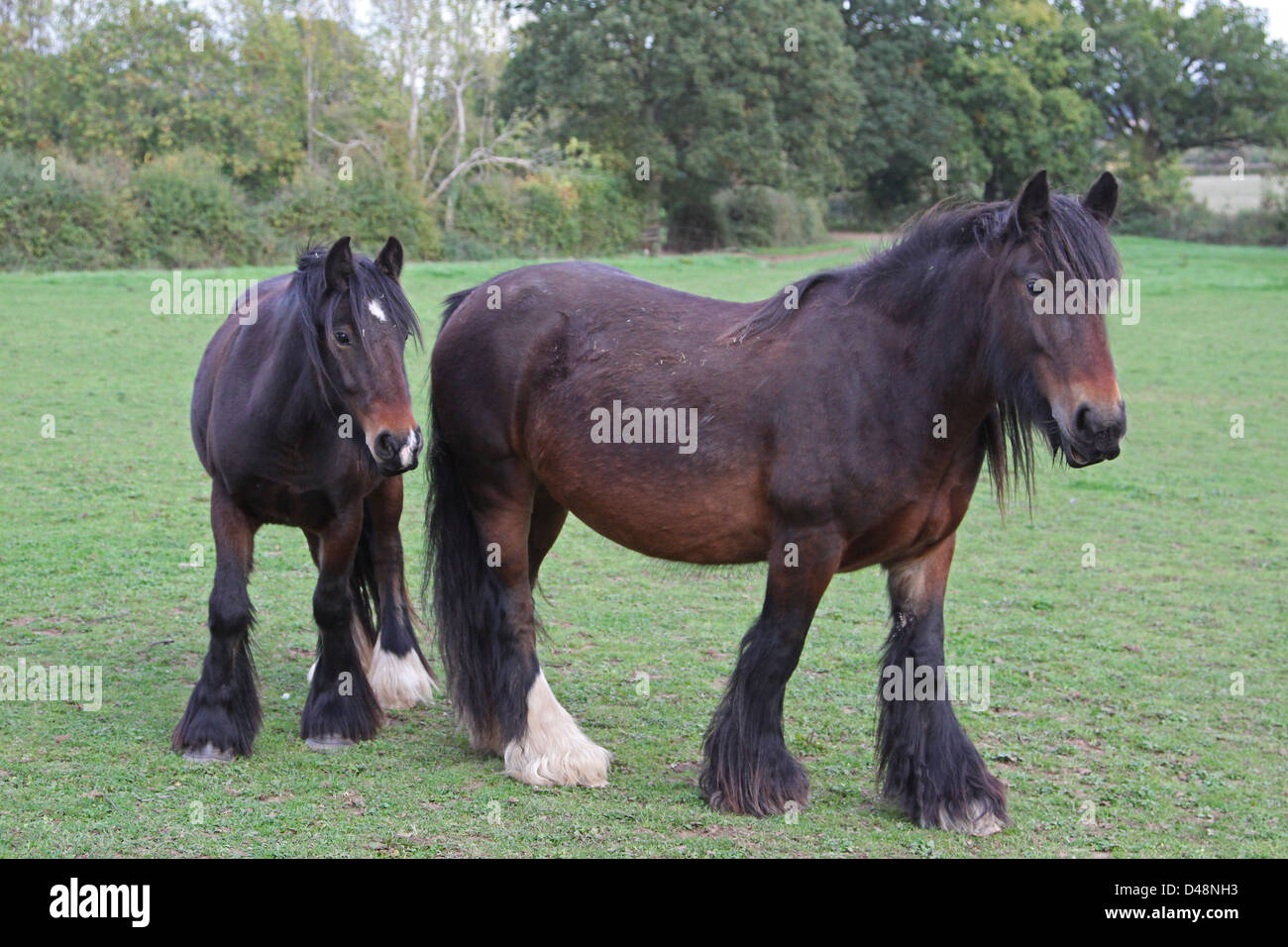 Two brown cob type horses in a field Stock Photo - Alamy
