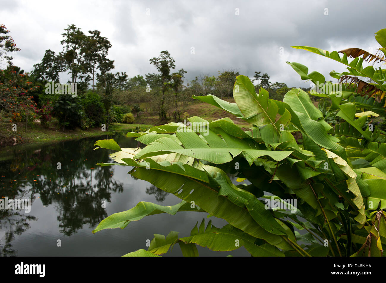 Palm leaves and pond in Costa Rica Stock Photo - Alamy
