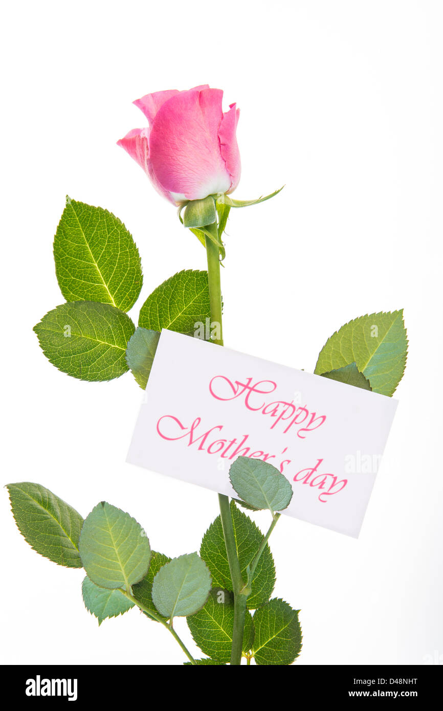 Rose stalk hi-res stock photography and images - Alamy