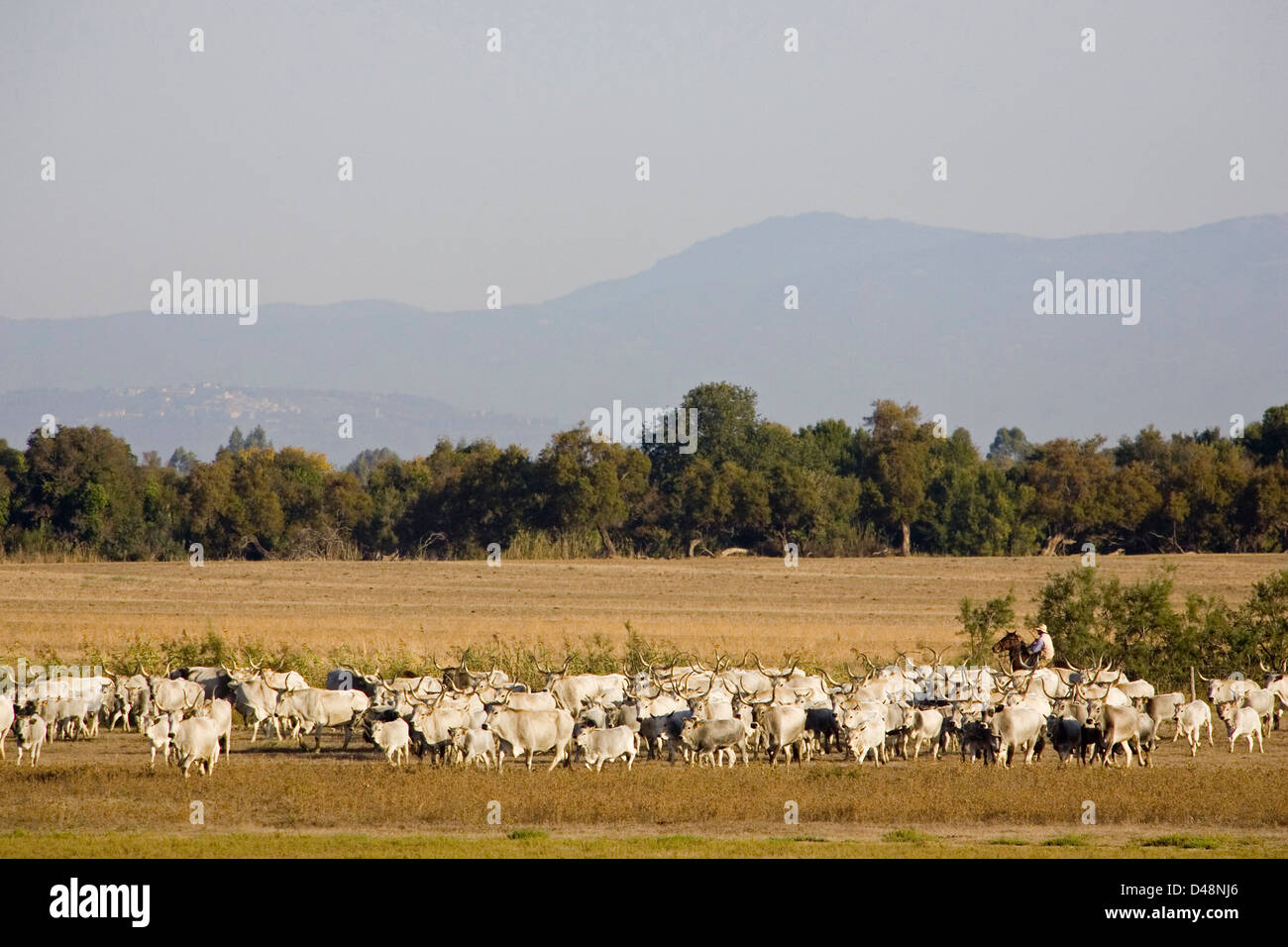europe, italy, tuscany, alberese, uccellina park, ranch alberese ...