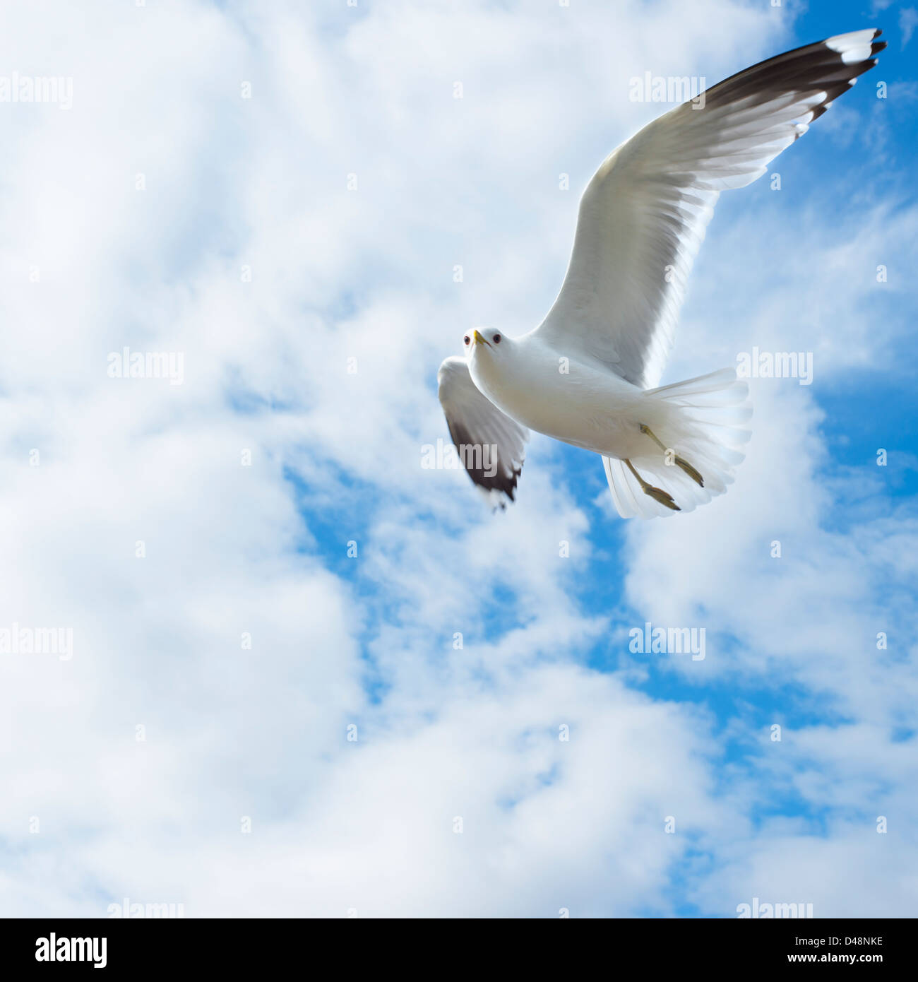 Seagull flying overhead against a cloudy sky Stock Photo - Alamy