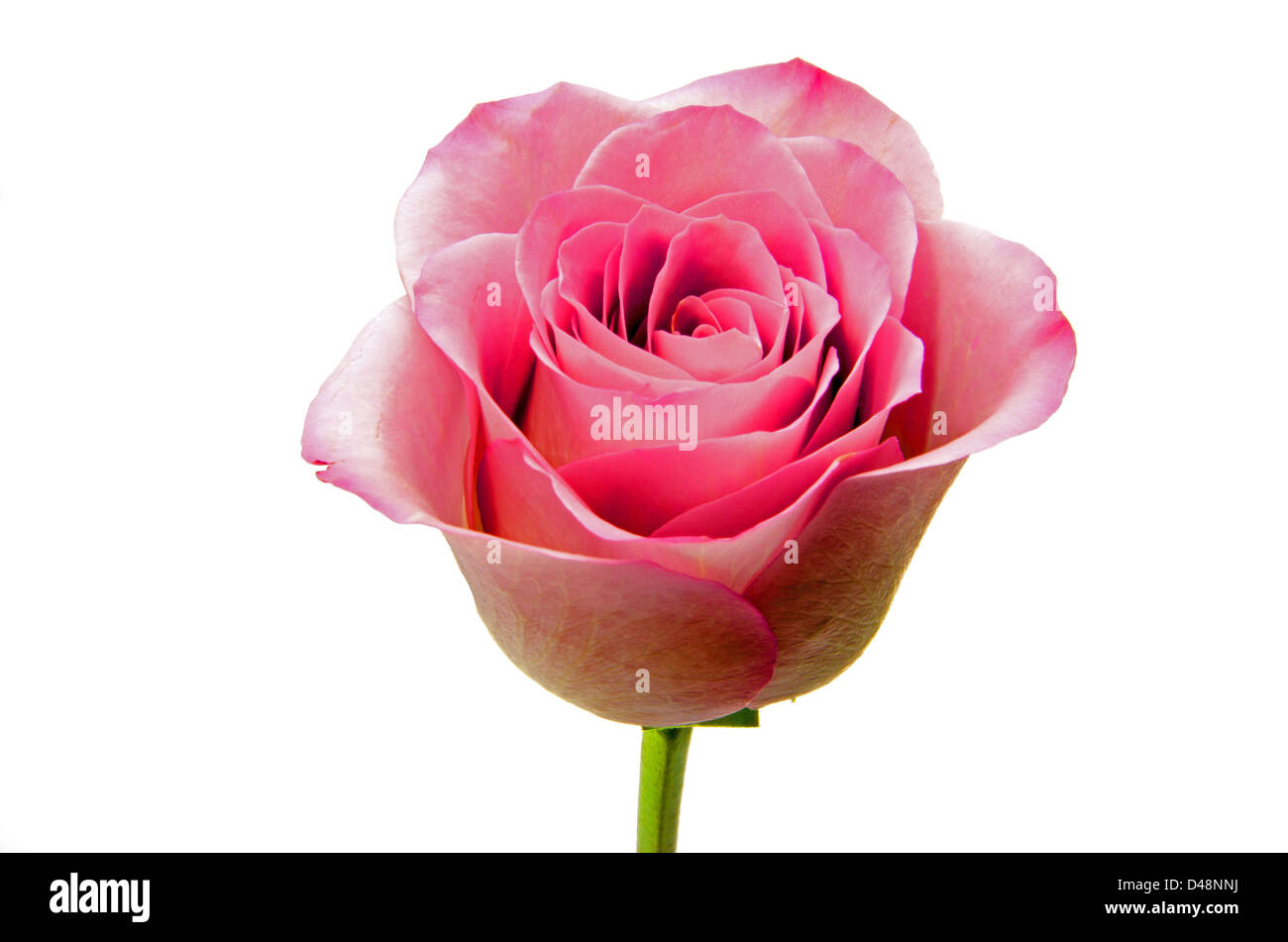 Pink rose on white background Stock Photo - Alamy