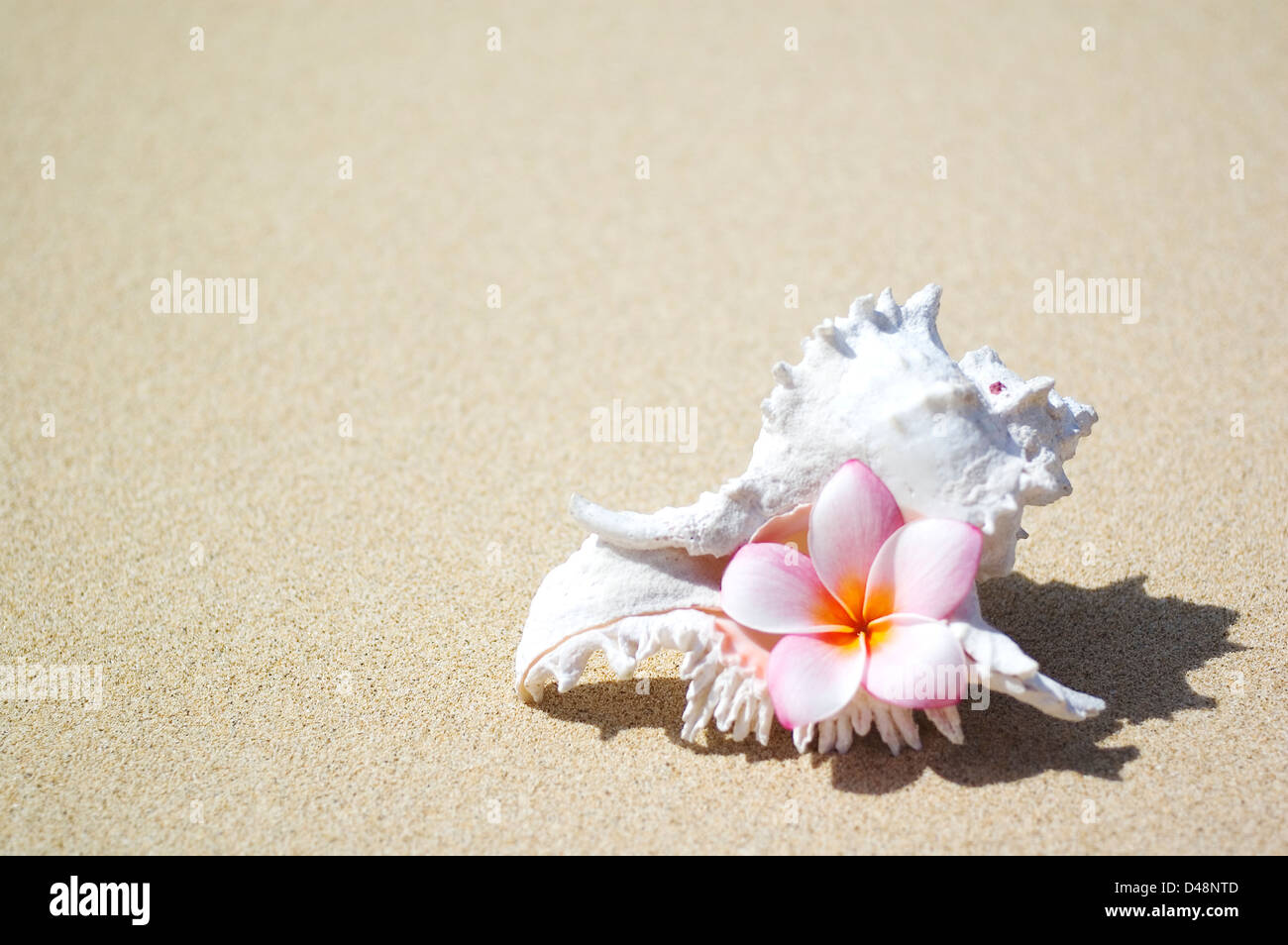 White Murex Shell On Sand With Pink Plumeria In Opening Stock Photo - Alamy