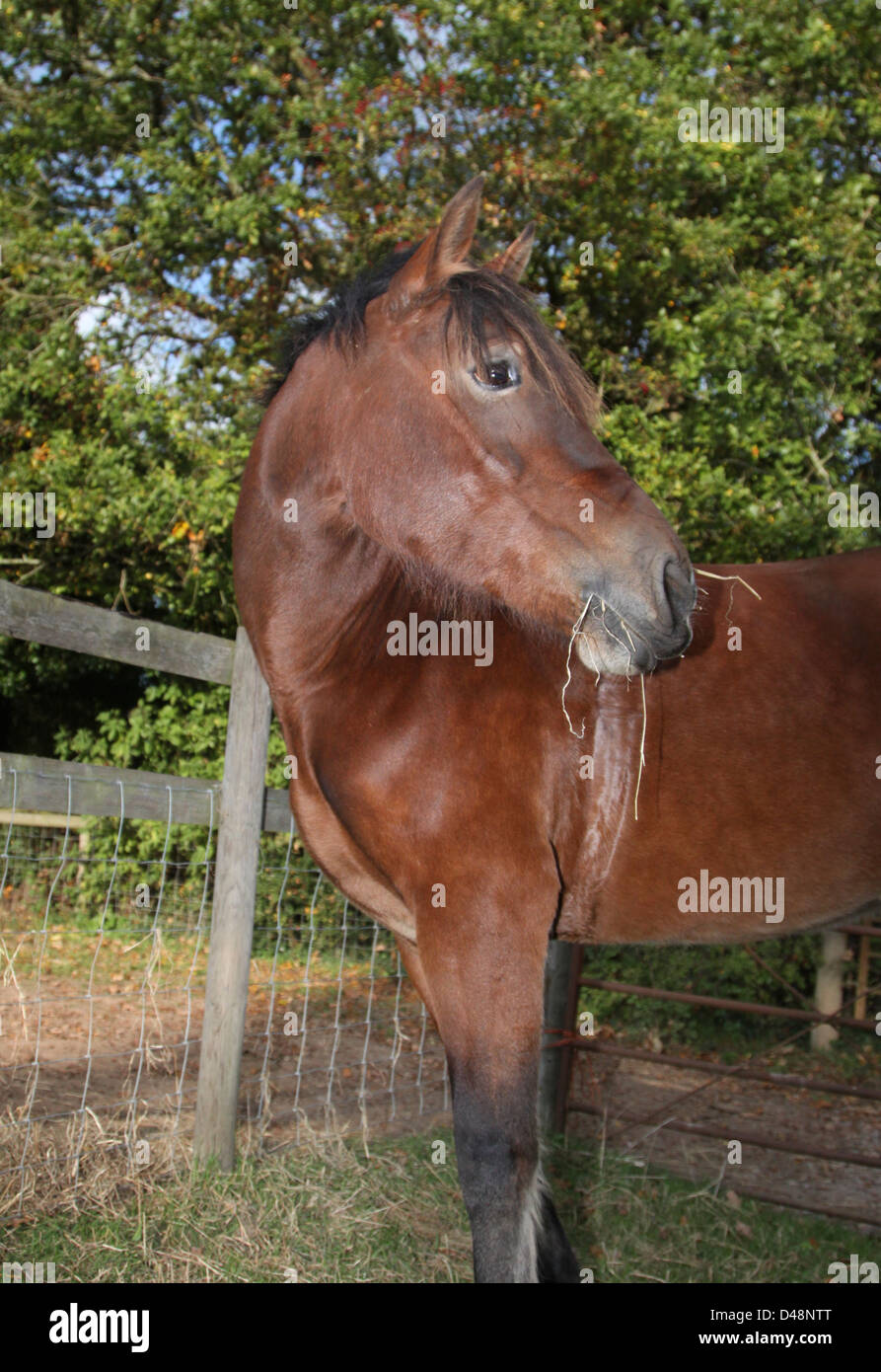 Rider looking behind hi-res stock photography and images - Alamy