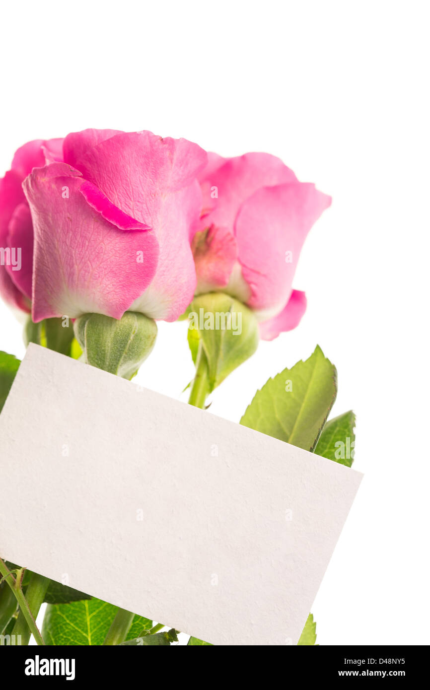 Blank card with pink roses Stock Photo - Alamy