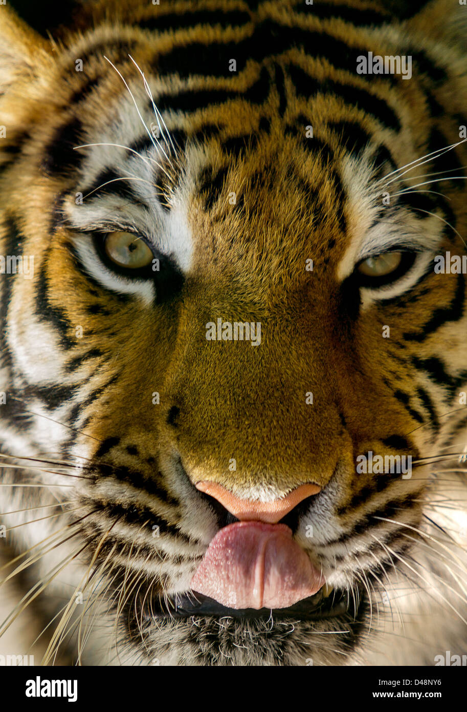 Head of Tiger Stock Photo - Alamy