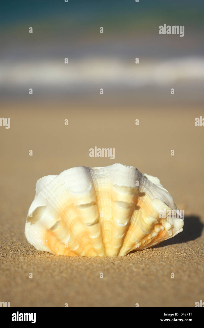 Frilly White, Yellow And Orange Clam Shell Upright On Beach, Blurred ...