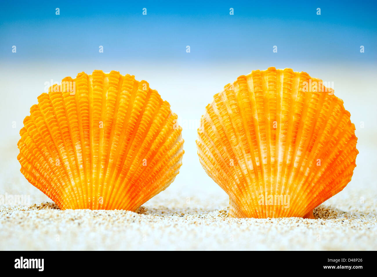 Two Orange Scallop Shells Standing Upright In Sand Stock Photo - Alamy