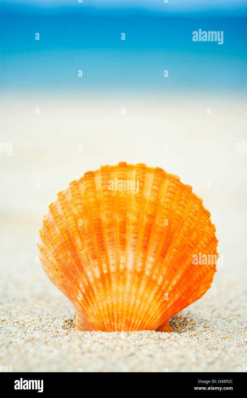 Orange Scallop Shell Standing Upright In Sand Stock Photo - Alamy